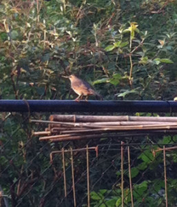 Clinton Community Garden – Providing green sanctuary and soil to till ...