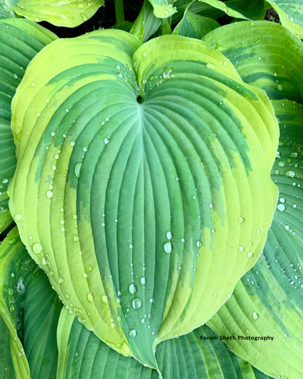 Clinton Community Garden – Providing green sanctuary and soil to till ...