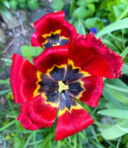 Clinton Community Garden – Providing green sanctuary and soil to till ...